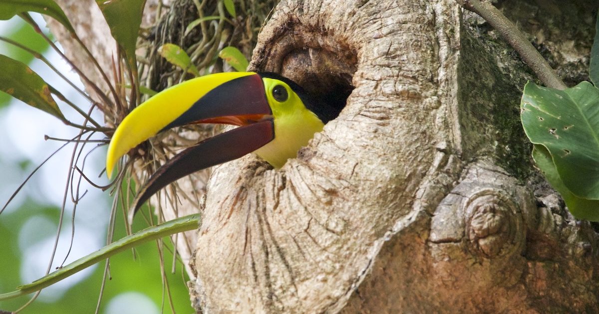 Conservation in Action: Safeguarding Ecosystems | Flying Labs