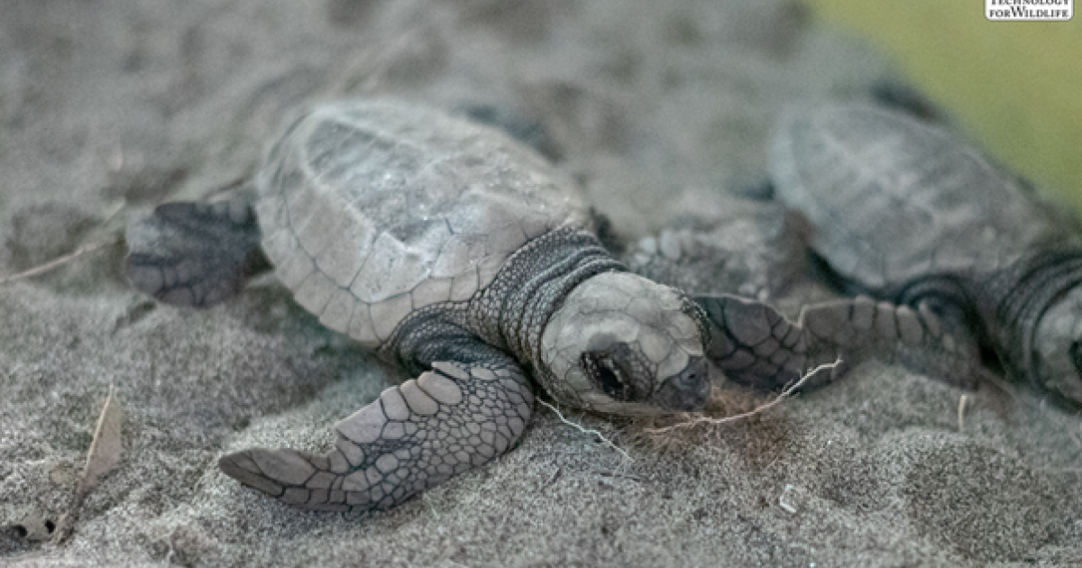 Using Drones for Olive Ridley Turtle Conservation in… | Flying Labs